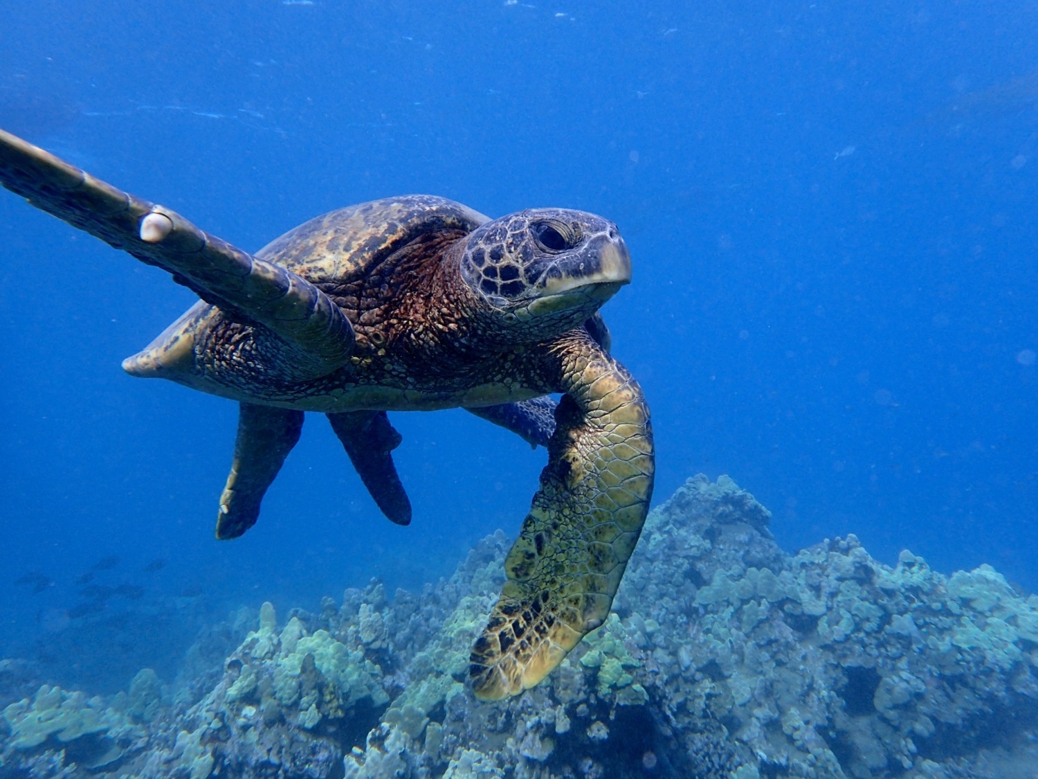 sea turtles on Maui Facts