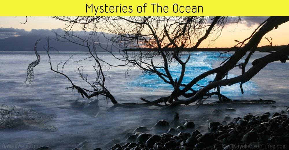 Mysteries of the Ocean | Maui Kayak Adventures | Hawaii